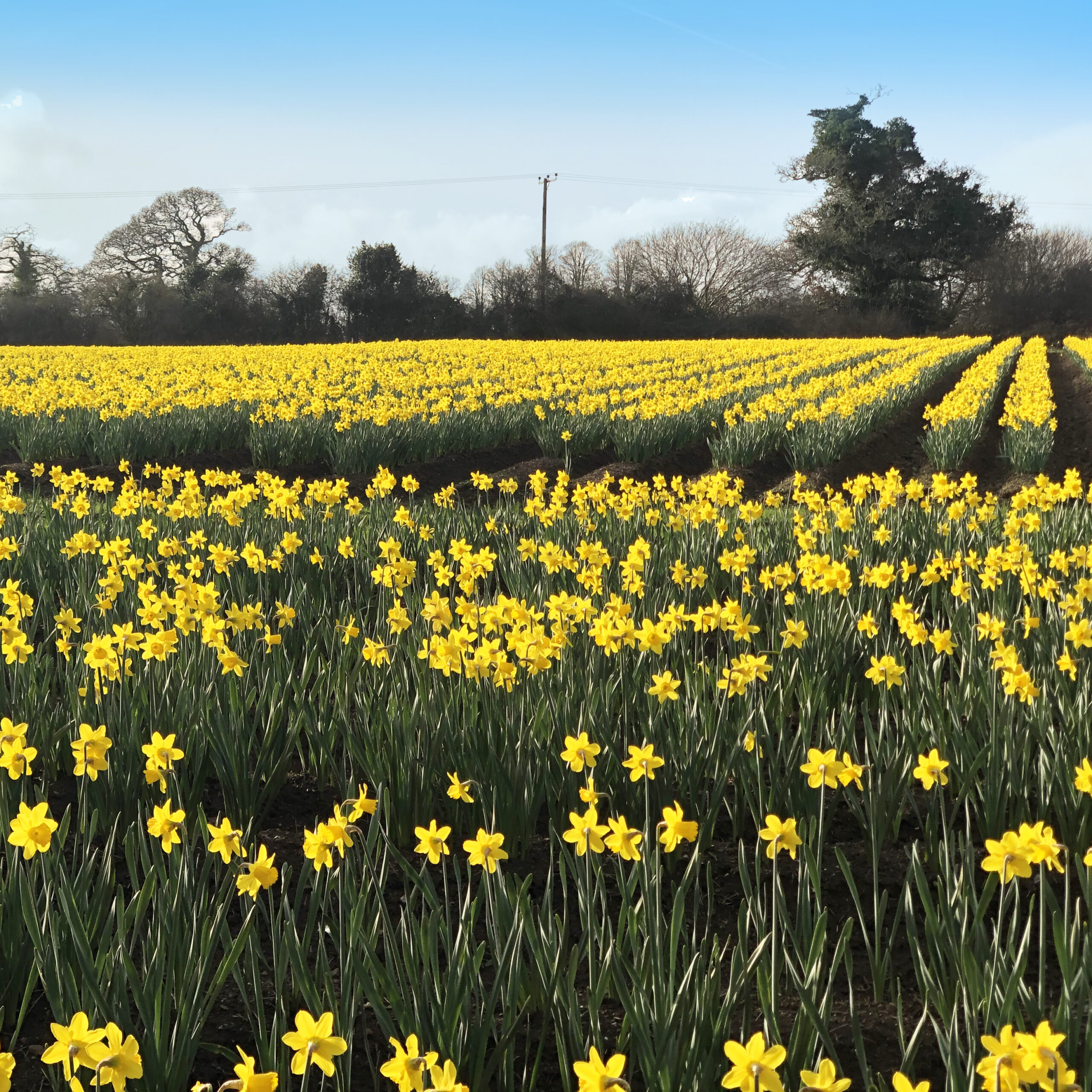 Easter Opening Times - Vale Pianos